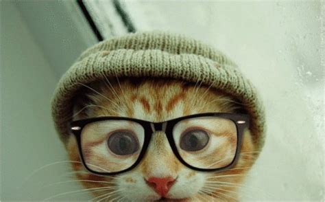 Cats Wearing Glasses Cats Photo 27565172 Fanpop