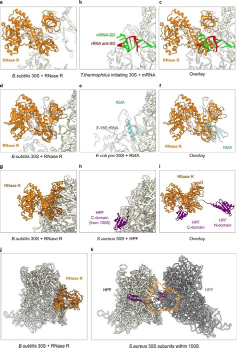 Rnase R 30s Complex Thermo Fisher Bioz Rnase R 30s Complex Thermo Fisher Bioz
