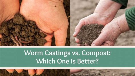 Comparing The Benefits Compost Vs Worm Castings Bettys Blog