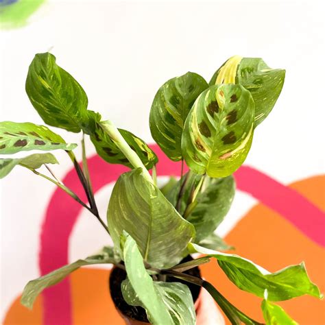 Variegated Rabbits Foot Prayer Plant Maranta Leuconeura ‘fiesta