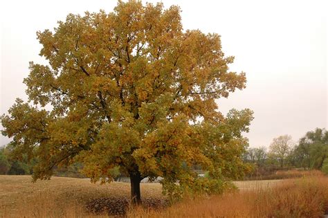 Quercus Macrocarpa Landscape Plants Oregon State University
