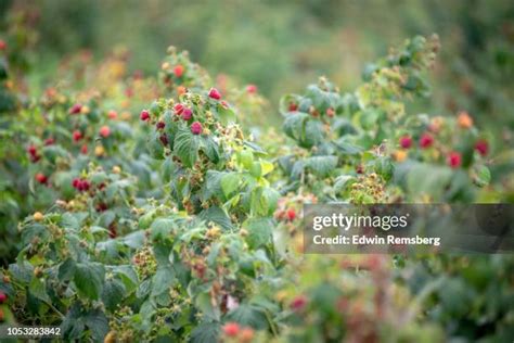 Raspberry Vines Photos And Premium High Res Pictures Getty Images Raspberry Vines Photos And Premium High Res Pictures Getty Images