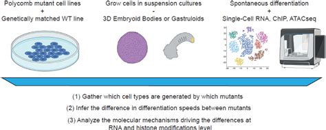 Figure 1 From The Role Of Polycomb Proteins In Cell Lineage Commitment And Embryonic Development