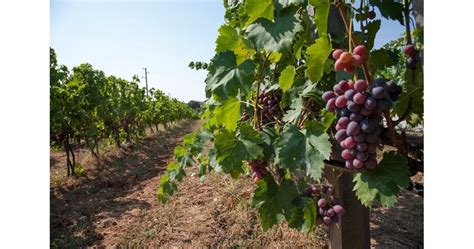 Удължава се срокът за подаване на заявления по интервенция „Преструктуриране и конверсия на лозя