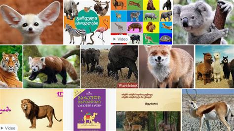 ცხოველების შესახებ პროექტის შსახებ