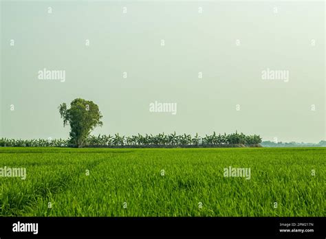 Paddy Rice Fields Cover Large Agricultural Areas In Tropical And
