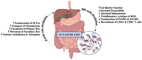 Deciphering The Gutliver Axis A Comprehensive Scientific Review Of Non Alcoholic Fatty Liver