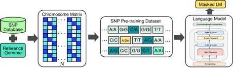 snp2vec pre training pipeline snp2vec merges information from
