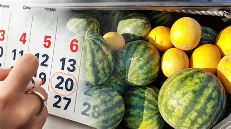 Сприятливі дні для посадки кавунів та дині за місячним календарем у 2023 році