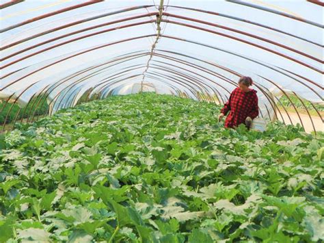 農民種植這種蔬菜畝產量10000斤4畝收入40000元 每日頭條