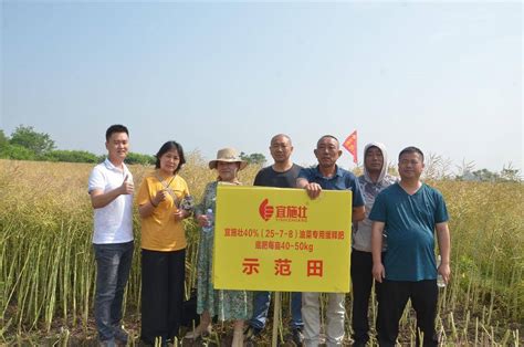 天门市示范片油菜理论亩产达 2835 公斤 湖北日报新闻客户端
