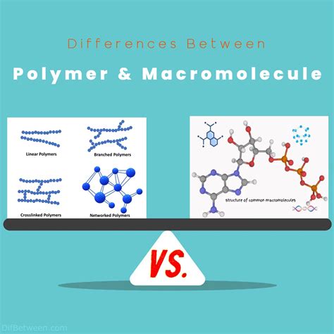 Polymer Vs Macromolecule Unraveling Molecular Differences