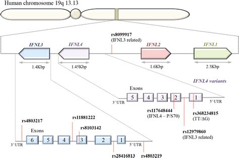 Frontiers Interferon Lambda Modulating Immunity In Infectious Diseases