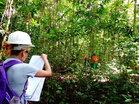 Reserva Extrativista Adere Ao Manejo Florestal Comunitário