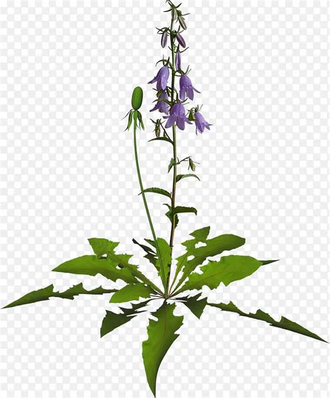 华北耧斗菜五铃花紫色花朵PNG图片素材下载 图片编号qklnklny 免抠素材网