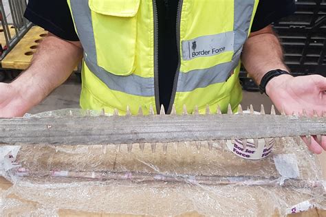 Border Force Seizes Thousands Of Illegal Wildlife Items Including