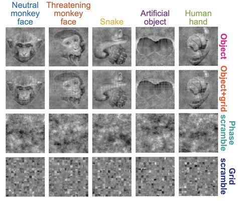 Express Detection Of Visual Objects By Primate Superior Colliculus