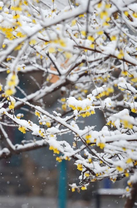 【影像】瑞雪迎春校对新华社扬帆