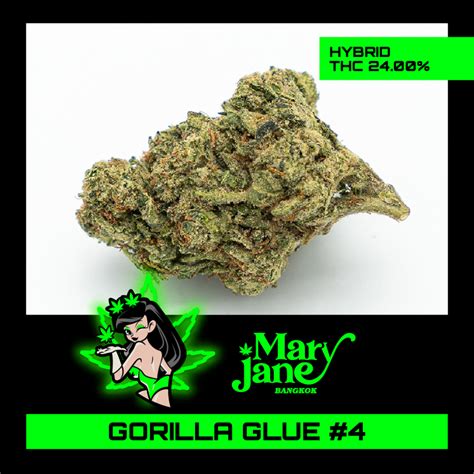 Gorilla Glue Strain Mary Jane Thailand