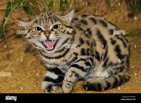 Black Footed Cat