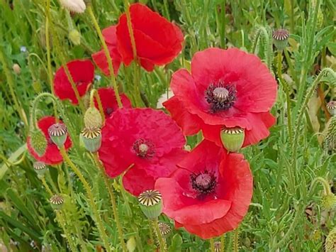 ポピーの花言葉赤や白オレンジで意味が違うケシの花はGreenSnapグリーンスナップ
