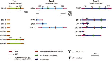Figure 1 From Structural Features Of The Rice Chromosome 4 Centromere Semantic Scholar