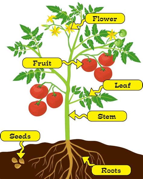 Different Parts Of Plants And Their Functions