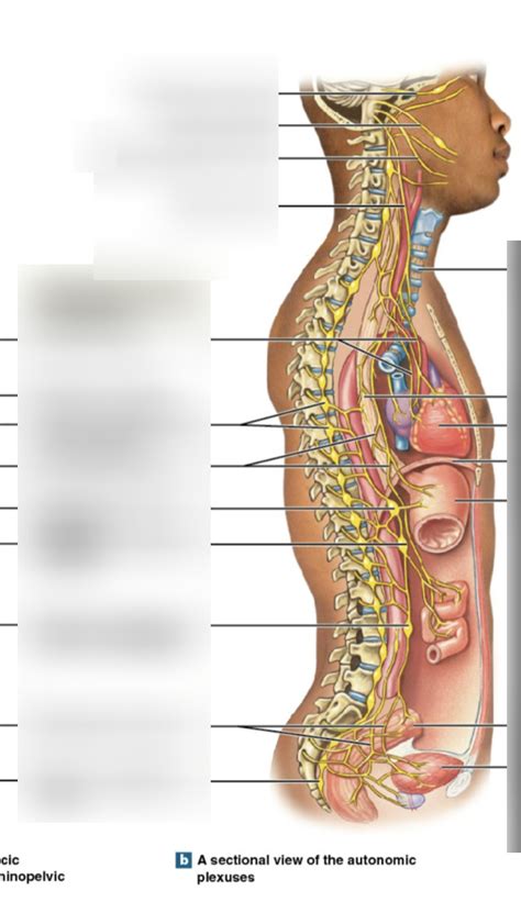 Sectional View Of Autonomic Plexuses Diagram Quizlet