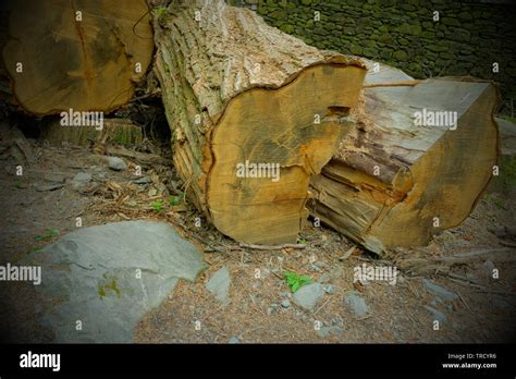 Split Tree Trunk Hi Res Stock Photography And Images Alamy