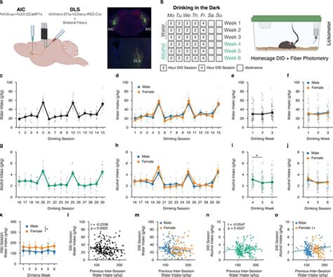 Sex Dependent Lateralized Engagement Of Anterior Insular Cortex Inputs To The Dorsolateral