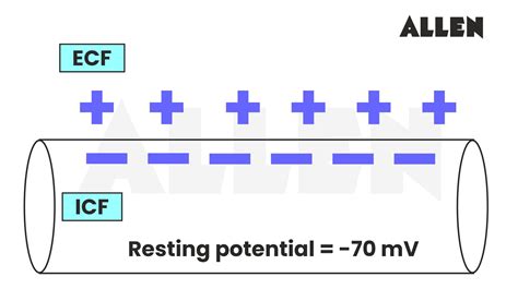 Action Potential Definition Structure And Solved Problems