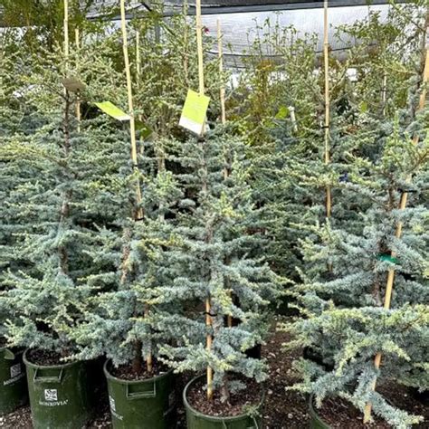 Dwarf Blue Atlas Cedar The Perfect Small Space Conifer Shuncy