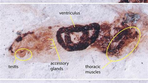 Two New Sabretooth Cat Species Identified From Fossils In South Africa Trendradars