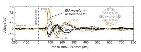 Eeg Electroencephalography The Complete Pocket Guide Imotions