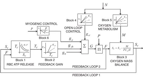 block diagram of the combined feed forward feedback and myogenic