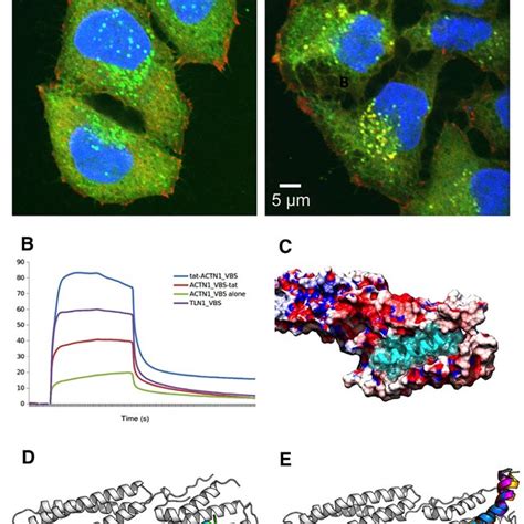 Integrin Adhesome Components With Peptide Interfaces Modulated By Download Scientific Diagram