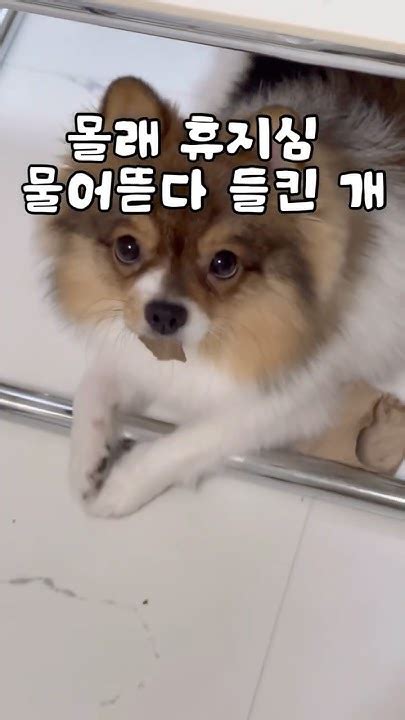 끝까지 눈치보는 귀여운 강아지 Youtube