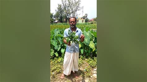 🧐 20 বছর পুরাতন দাঁদ ও ঘা ভালো হয়ে যাবে । 🌿ঝুনঝুনা নি 🌿 গাছ এই গাছের উপকার ইত্যাদি Jaributi