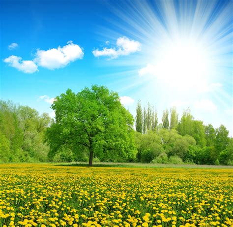 Hd Wallpaper Green Tree Summer Sky Sun Clouds Rays