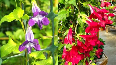 Красивая садовая лиана с обильным цветением до морозов! | GardenLife | Дзен