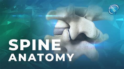 Spine Anatomy Know Your Spine Youtube