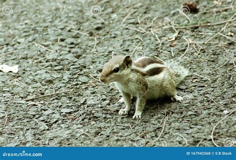 Small Striped Rodents Marmots Chipmunks Squirrel Monkey Sciurus Fauna