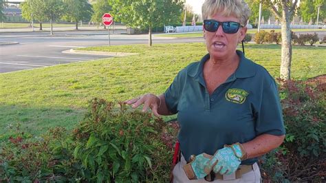 Is That Witches Broom On Your Rose 5 Urgent Steps To Act