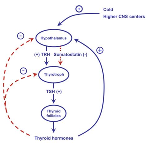 Thyroid Flashcards Quizlet