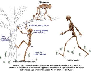 3 6 Human Evolution At Skool With Mrs Johns
