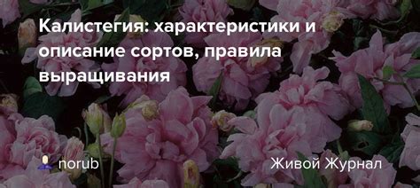 Калистегия: характеристики и описание сортов, правила выращивания: home ...
