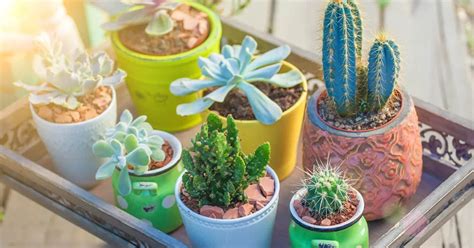 Perbedaan Kaktus Dan Sukulen Yang Jarang Diketahui Blibli Friends