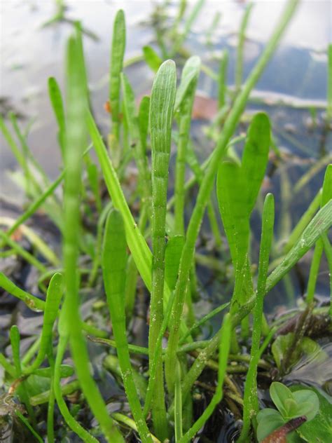 Lilaeopsis Carolinensis Our Native Plants