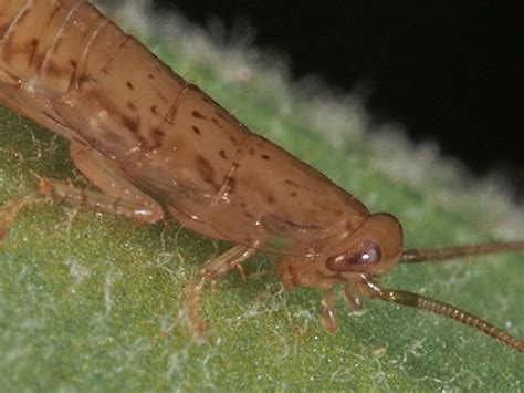 ウスキヒラタゴキブリ幼虫 8739 小さき者たちの世界