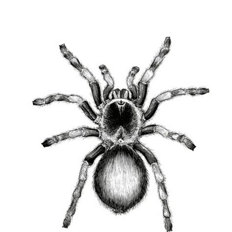 Stream Nipsey Hussle Remix By Sp1der Listen Online For Free On Soundcloud